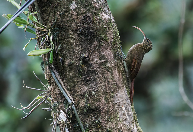 Brown-billed Scythebill (Campylorhamphus pusillus pusillus) foraging on a moss-covered trunk in Ecuador's Zamora-Chinchipe montane forest