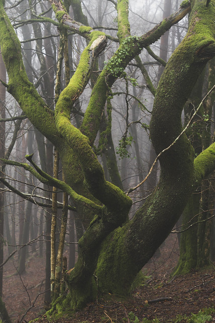 Emerald Embrace: Moss-Wrapped Trunks in a Foggy Forest