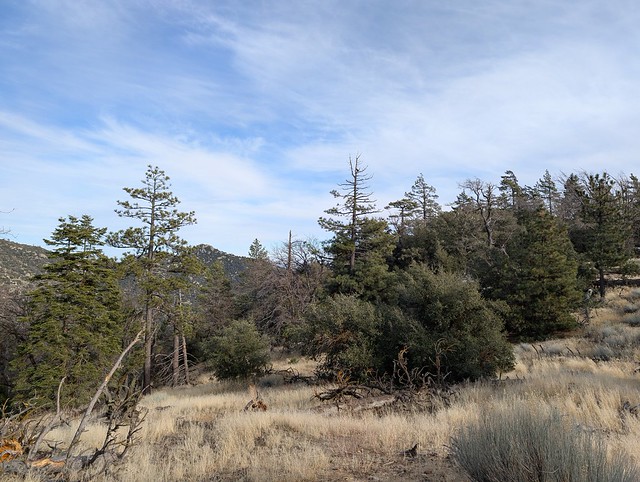 Jawbone Canyon to Sequoia National Forest: Pine forest edge over dry grasses in California backcountry
